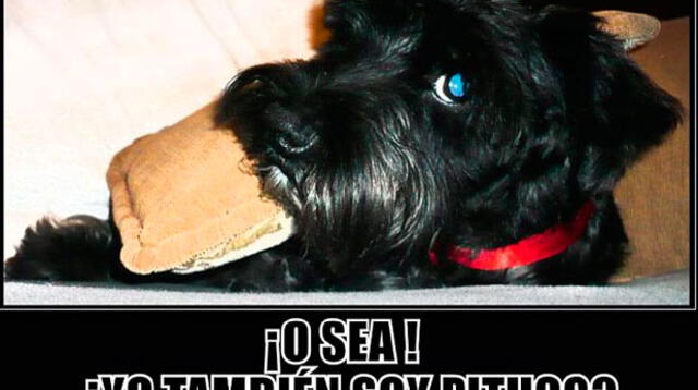 La perra pituca ya tiene memes y canción | El Popular