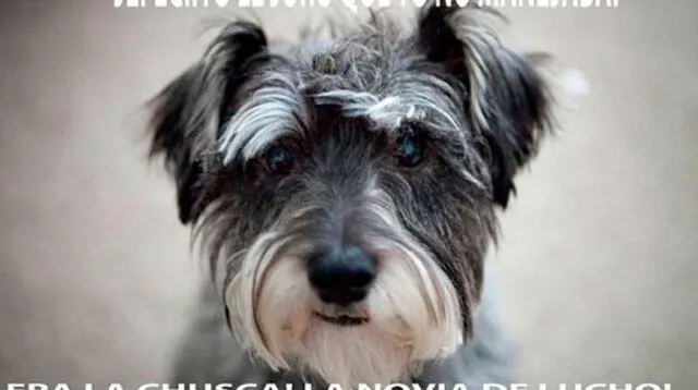 La perra pituca ya tiene memes y canción | El Popular