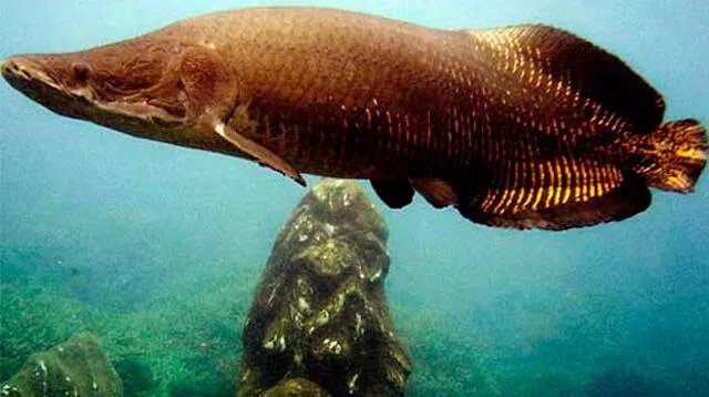 El paiche | El Popular