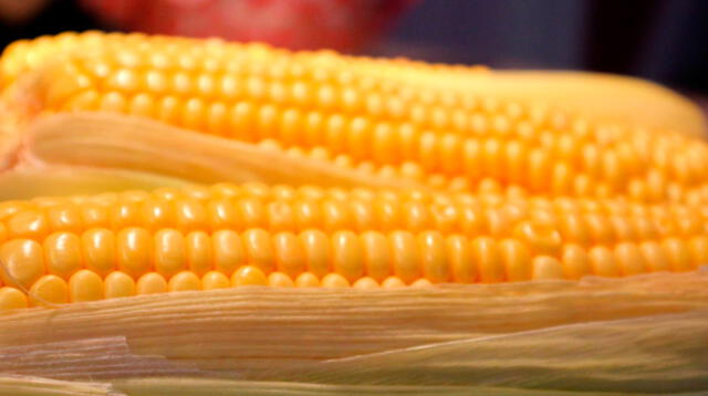 Conozca la importancia nutricional del choclo | El Popular