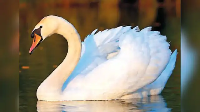 Aves más populares: conoce sus características | El Popular