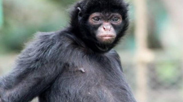 Mono “Marco” celebró 20 años | El Popular