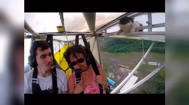 Conoce al verdadero 'Gato volador' que es una sensación en YouTube | El ...