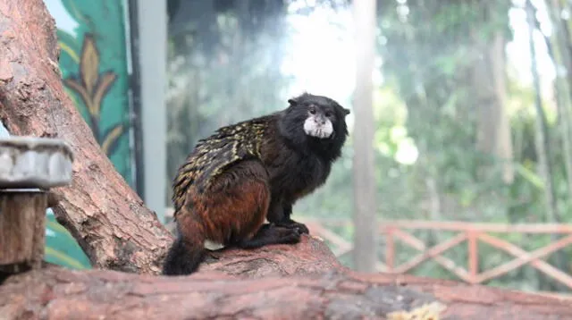 Parque de las Leyendas conmemora el Año del Mono | El Popular