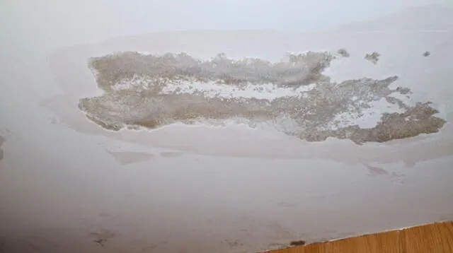 Tips para el hogar: termina con los hongos en la pared | El Popular