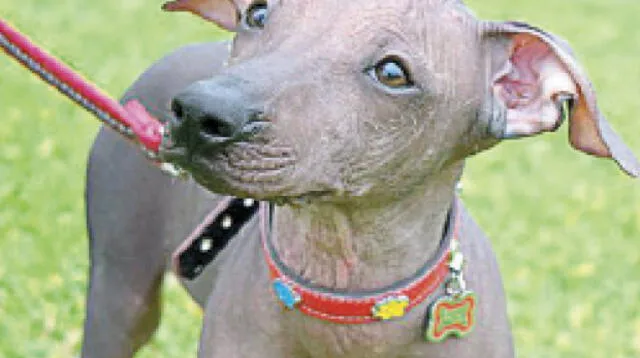 Mascotas: El perro sin pelo y sus cuidados especiales | El Popular