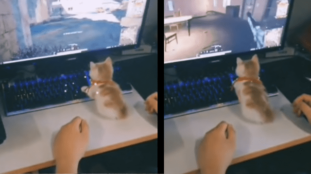 TikTok viral: Gato demuestra su destreza jugando videojuegos y deja ...