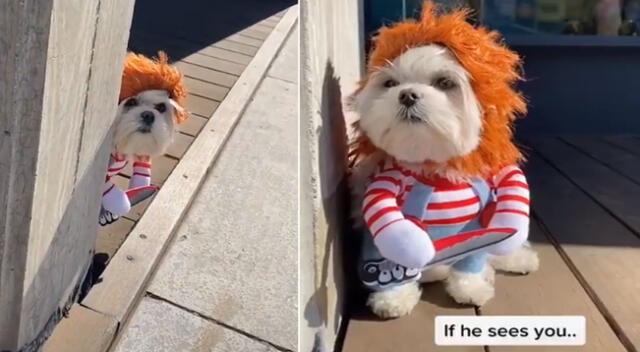 TikTok viral: Perro disfrazado de Chucky mete terror en las calles y se ...