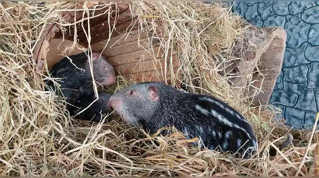 Parque de las Leyendas: pacaranas rescatadas serán inquilinas del nuevo ...