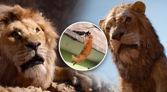TikTok video viral: Gatos reviven escena de “El Rey León” entre Mufasa ...