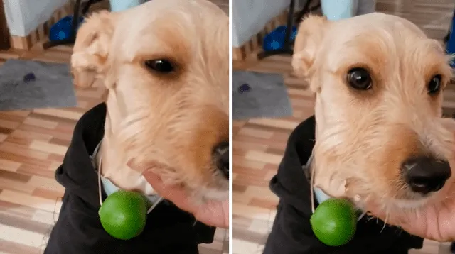 Firulais se luce con su 'lujoso' collar de limones y video es viral ...