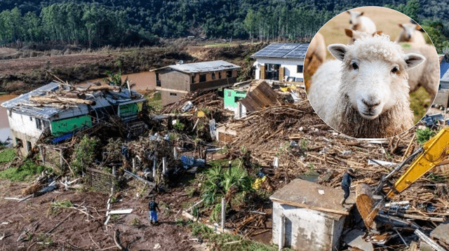 Fuerte tormenta en Brasil dejó una oveja colgada en los cables ...