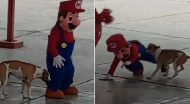 TikTok viral: Anima como Mario Bros en Navidad, pero perrito se roba el ...