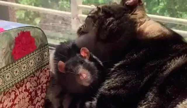 Instagram: un gato y una rata son los mejores amigos de la Internet ...