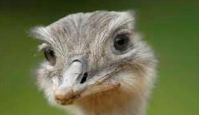 BCR: conoce al Suri, ave en la que está inspirada la nueva moneda de un ...