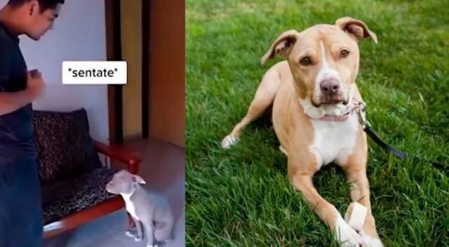 Facebook viral: Joven le enseña a su perrito a sentarse y darle la pata ...