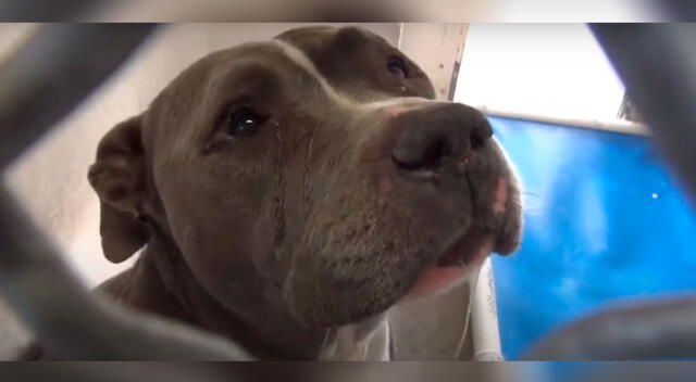 Video viral: Perrito llorando al ser abandonado por su familia en un ...