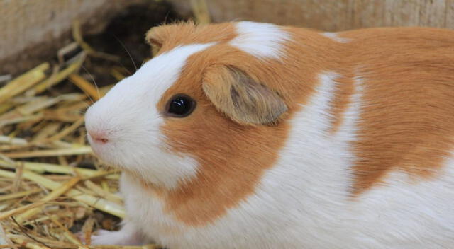 Conoce las 8 regiones naturales del Perú: Región Suni, flora y fauna ...