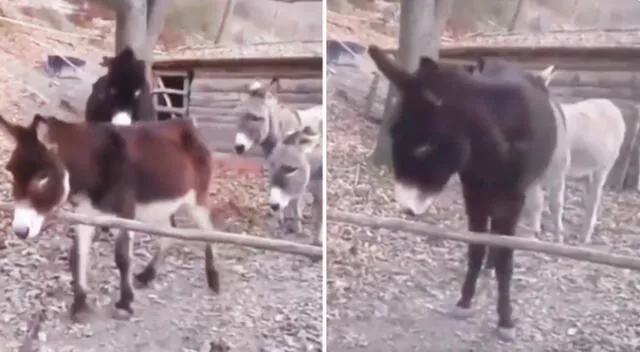 Twitter video viral: burro sorprende a sus compañeros por su creativa ...