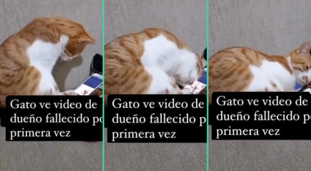 TikTok viral | Gatito conmueve a usuarios al ver video de su fallecido ...