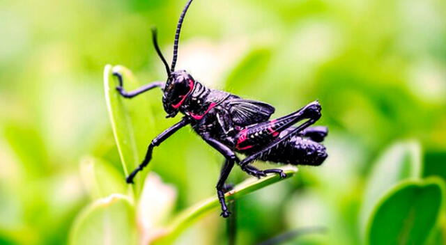 ¿Qué significa cuando tienes un grillo negro en tu casa? ¿plaga o buena ...