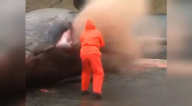 Insólito: ballena muerta explota en cara de biólogo (video) | El Popular